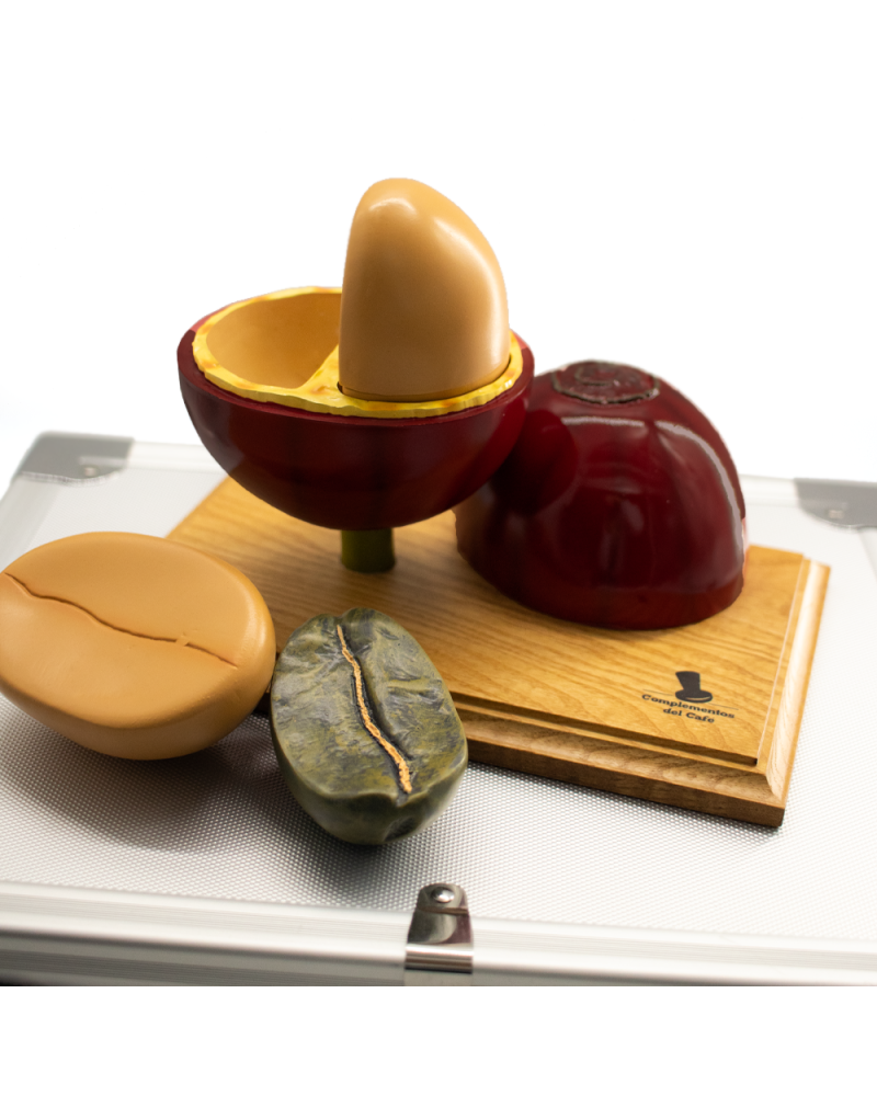3D Coffee Bean Model | Complementos Del Café